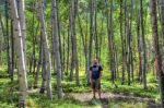 Pando, the World’s Heaviest Organism, is an Ever-Growing Witness of an ...