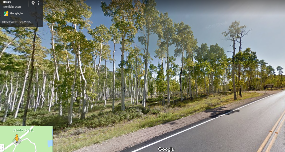 Pando, the World’s Heaviest Organism, is an Ever-Growing Witness of an ...