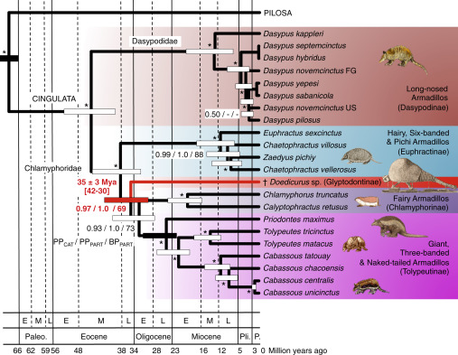 Glyptodonts, Armadillos and Ken Ham’s Hyper-Speciation Model ...