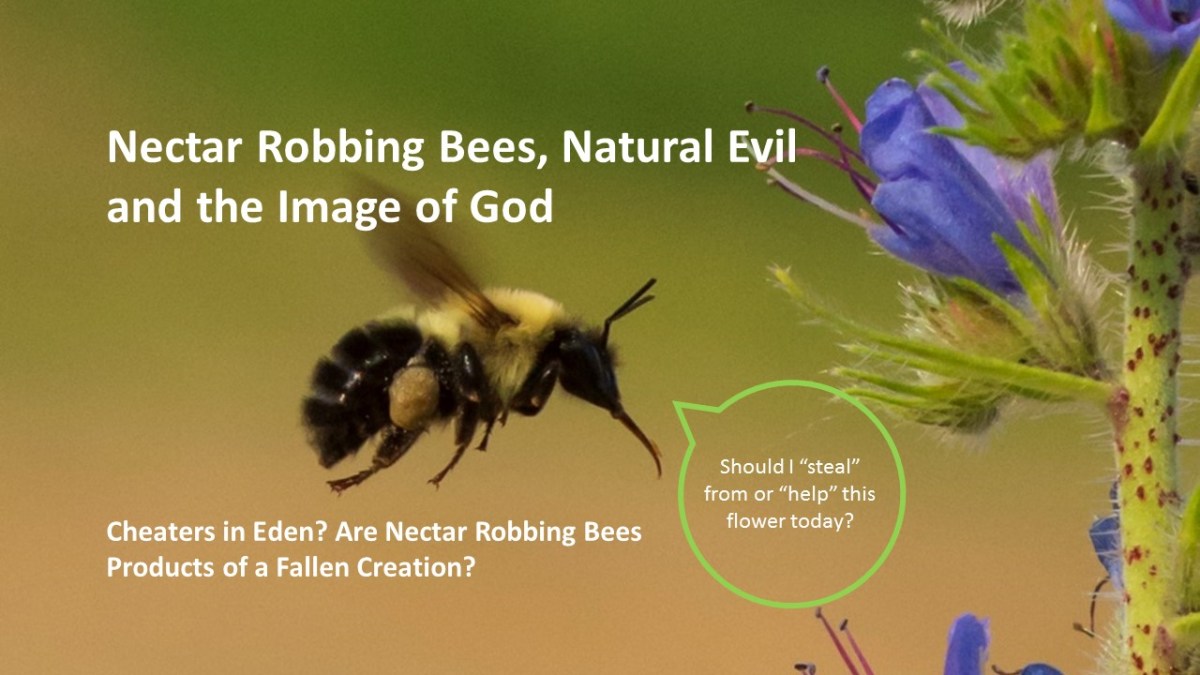 Nectar Robbing Bees, Natural Evil and the Image of God – Naturalis Historia