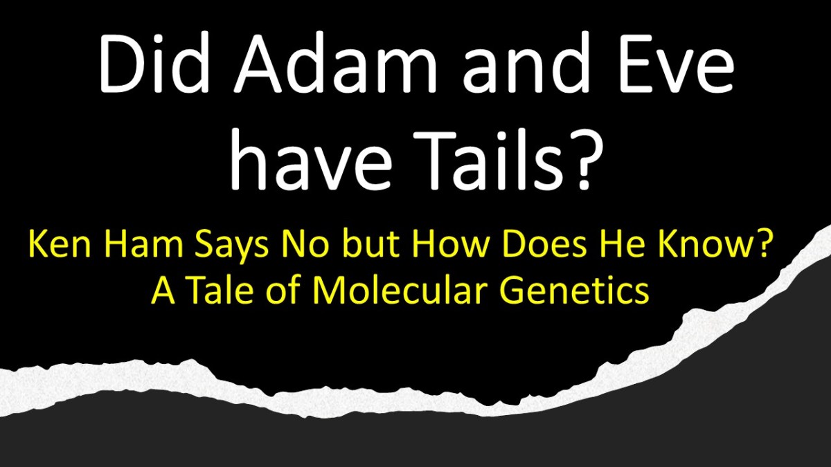 Did Adam have a Tail? Ken Ham, Adam and Eve and a Tale of Tails ...
