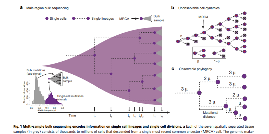 A Quadrillion Mutations Later: Why are you still alive? A response to ...