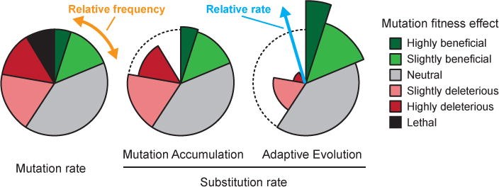 A Quadrillion Mutations Later: Why are you still alive? A response to ...