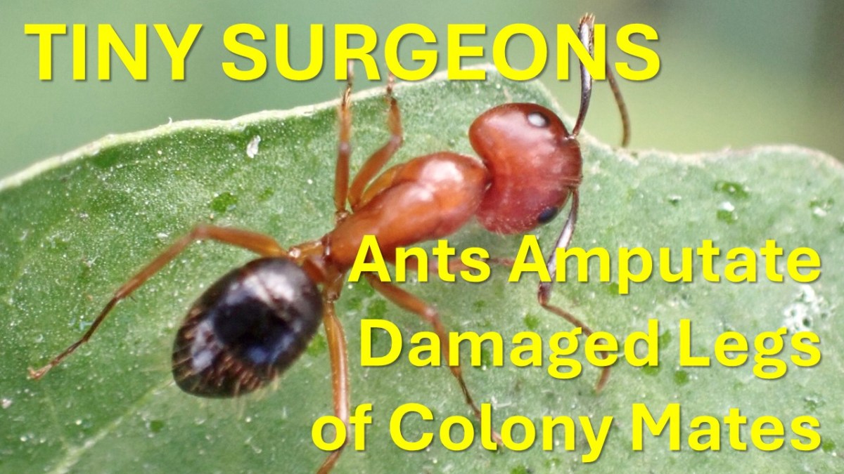 Tiny Surgeons: How Ants Use Amputation to Protect Their Colony ...