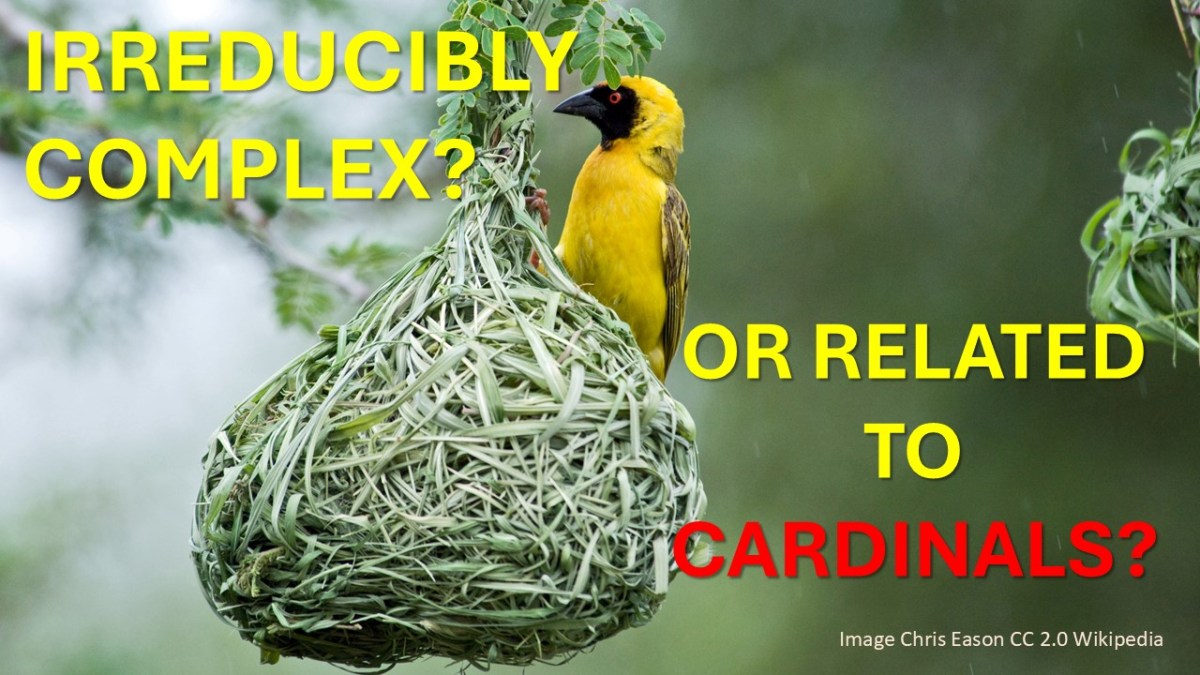 The Weaver Bird Dilemma: Creationism’s Struggle with Diversity ...