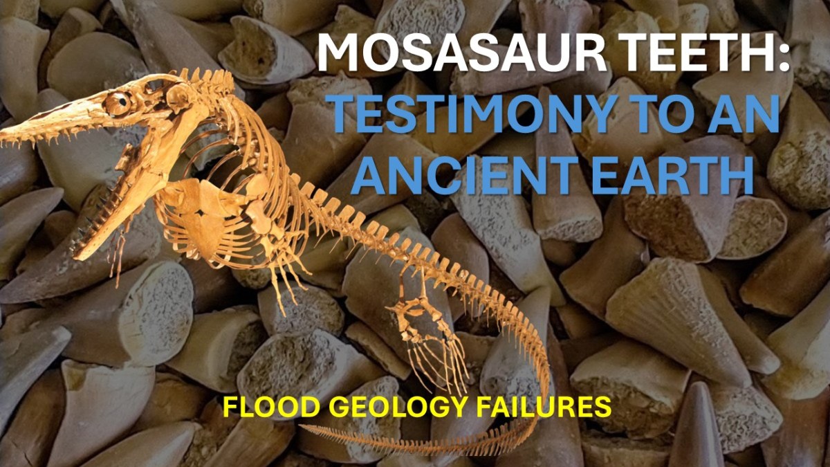 Millions of Moroccan Mosasaur Teeth Create Dental Crisis for Flood ...