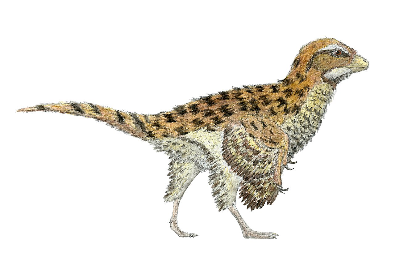 Critiquing Ken Ham and Günter Bechly’s Articles on Bird Origins ...